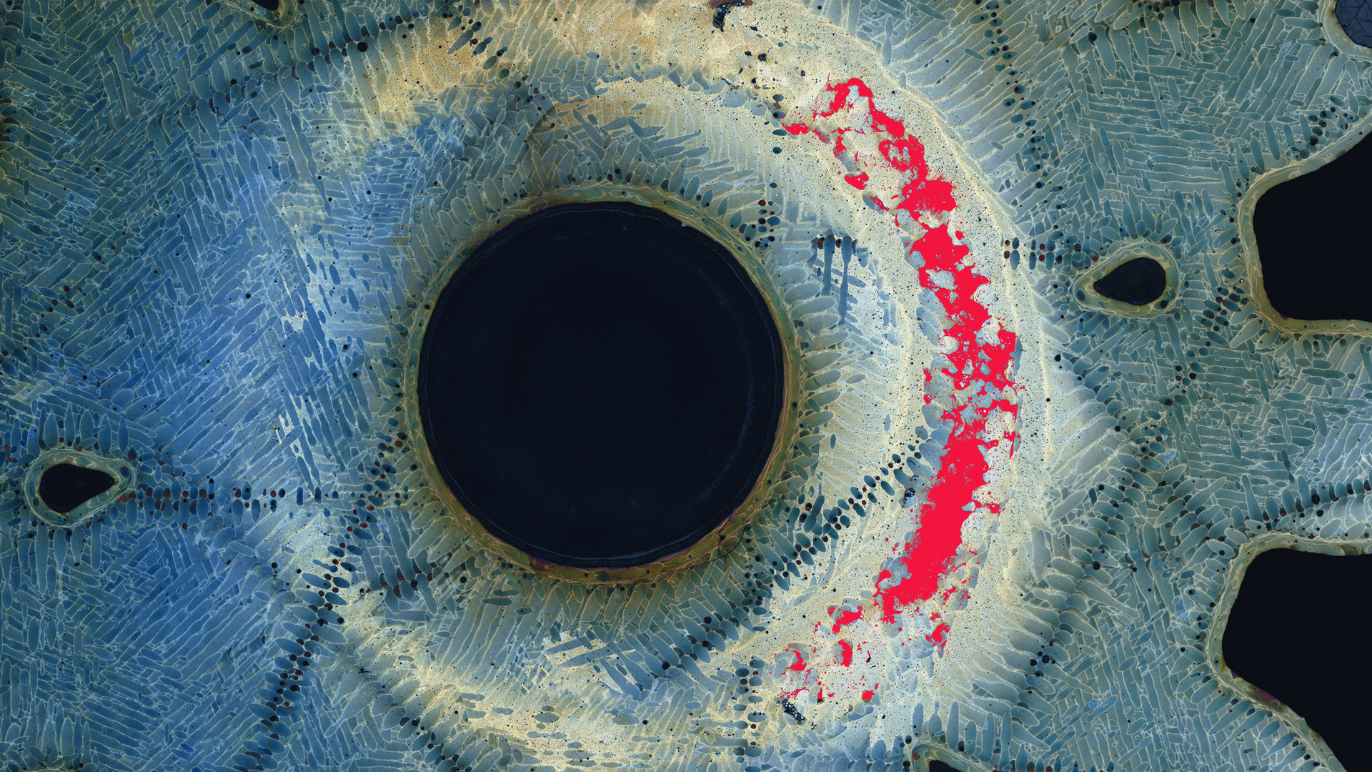 Soluzioni di elaborazione delle immagini con ZEN core | ZEISS