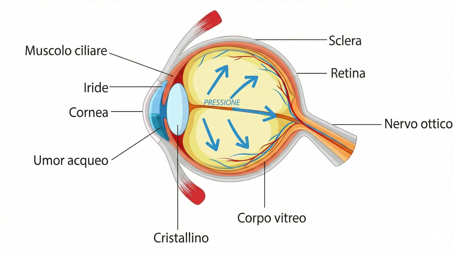 Glaucoma oculare: sintomi, cause e trattamenti